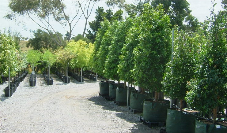 Tree Management Strategies | Horticultural Consultant | Tree Reports