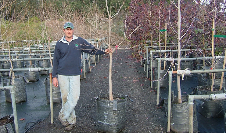 Tree Management Strategies | Horticultural Consultant | Tree Reports